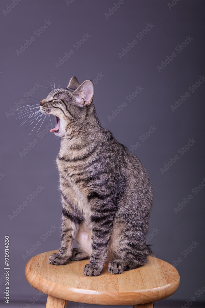 Cat Yawning Profile