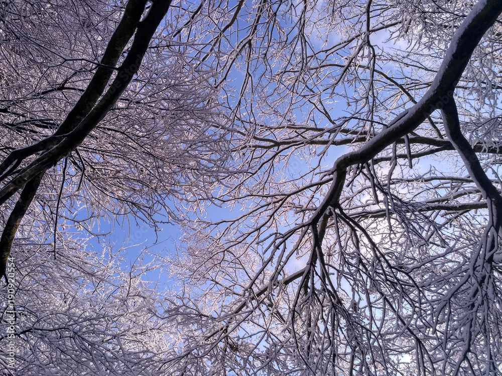 Winter landscape, branches of trees in frost, trees in winter view from ...
