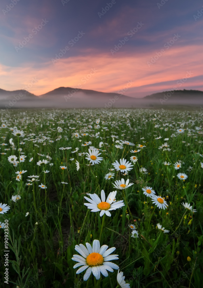Daisy Field Sunset