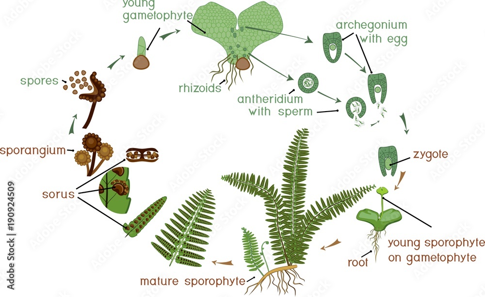 Fern Life Cycle Diagram