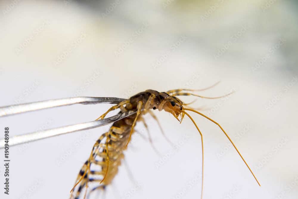 Scutigera Coleoptera Clamped in tweezers. The Flycatcher. Centipede ...