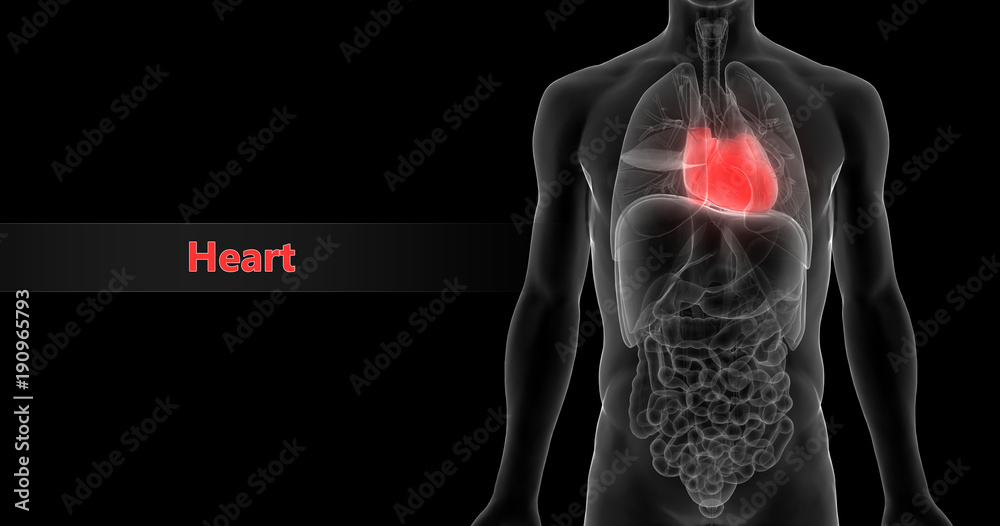 Human Body Organs (Heart Anatomy) Stock Illustration | Adobe Stock