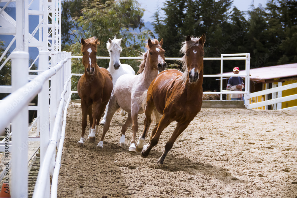 Foto de cuatro caballos corriendo dentro de un corral dos son blancos y ...