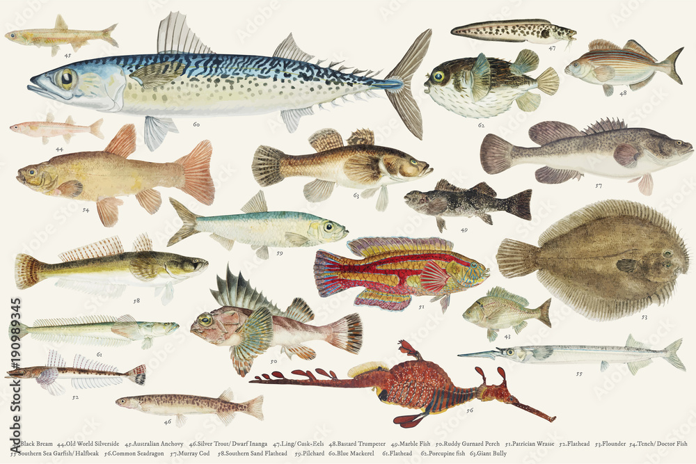 Colored illustration of fish drawing collection Stock Illustration ...