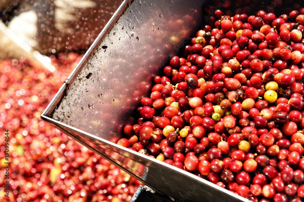 Coffee beans,In the ferment and wash method of wet processing Stock ...