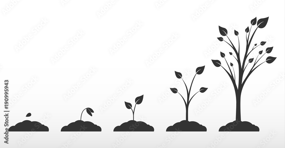Phases growth tree. Phases plant growth. Stock Vector | Adobe Stock