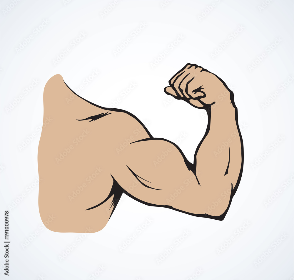 Biceps Vector