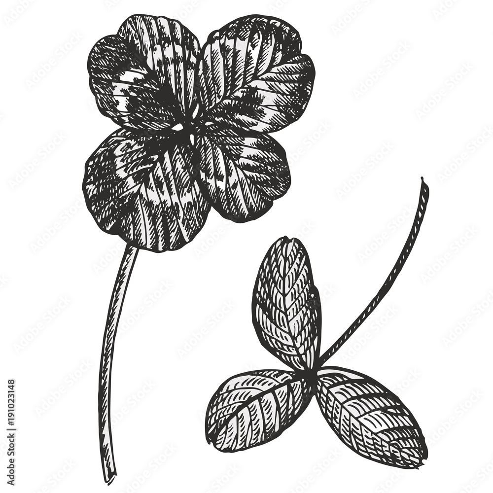 Clover vector set. Isolated wild plant and leaves on white background ...