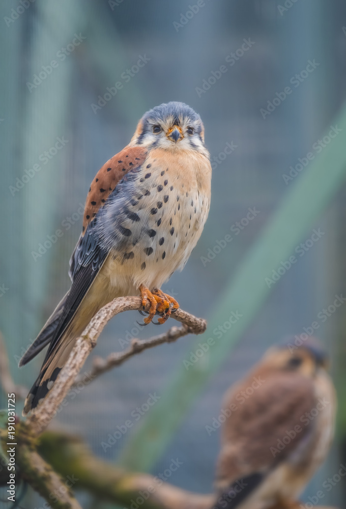 American kestrel (Falco sparverius), also known as sparrow hawk, is ...