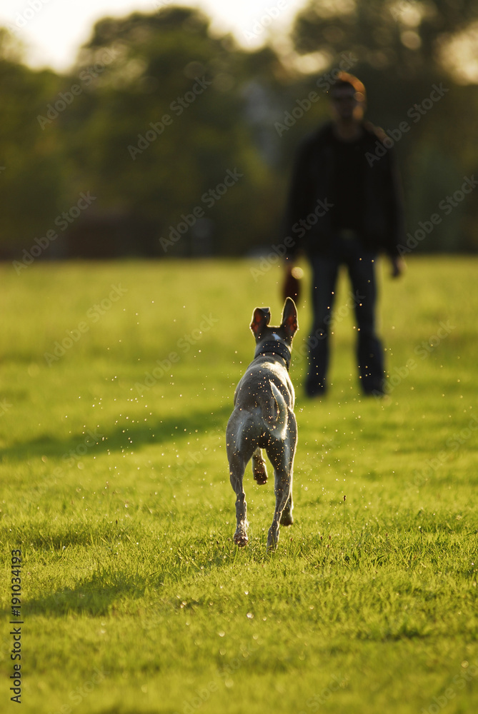 Wunderschone Fremder Hund Rennt Auf Meinen Hund Zu Ebenbild