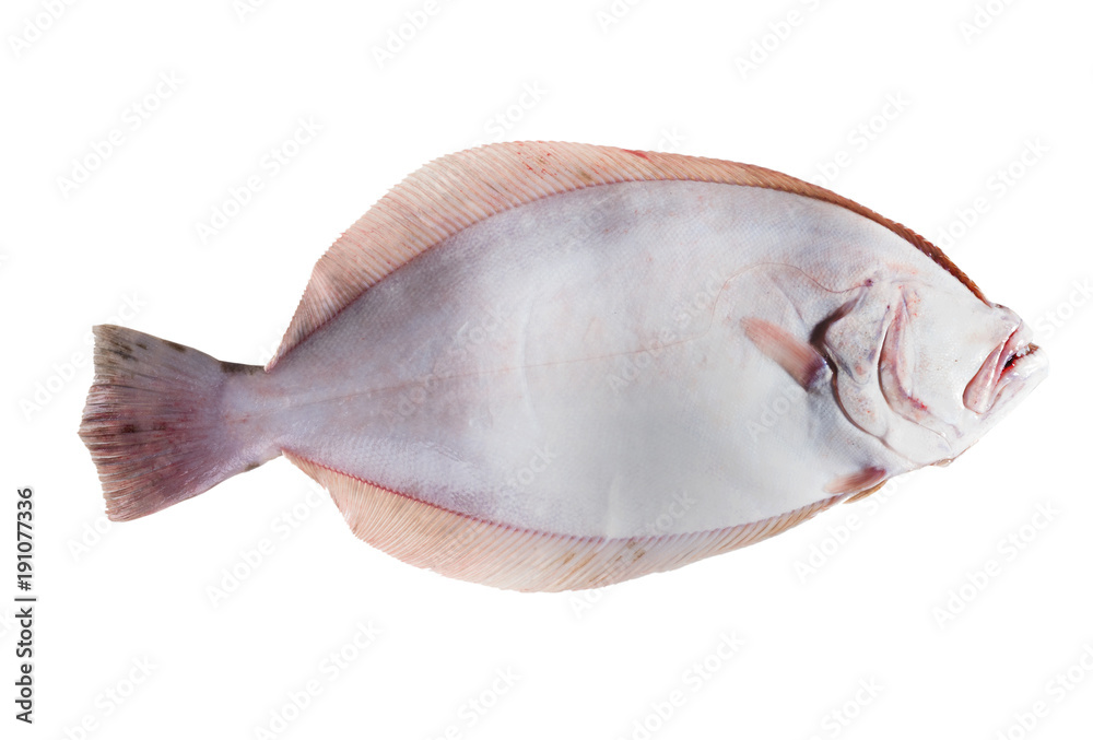 Southern Flounder (Paralichthys lethostigma), blind side. Isolated on ...