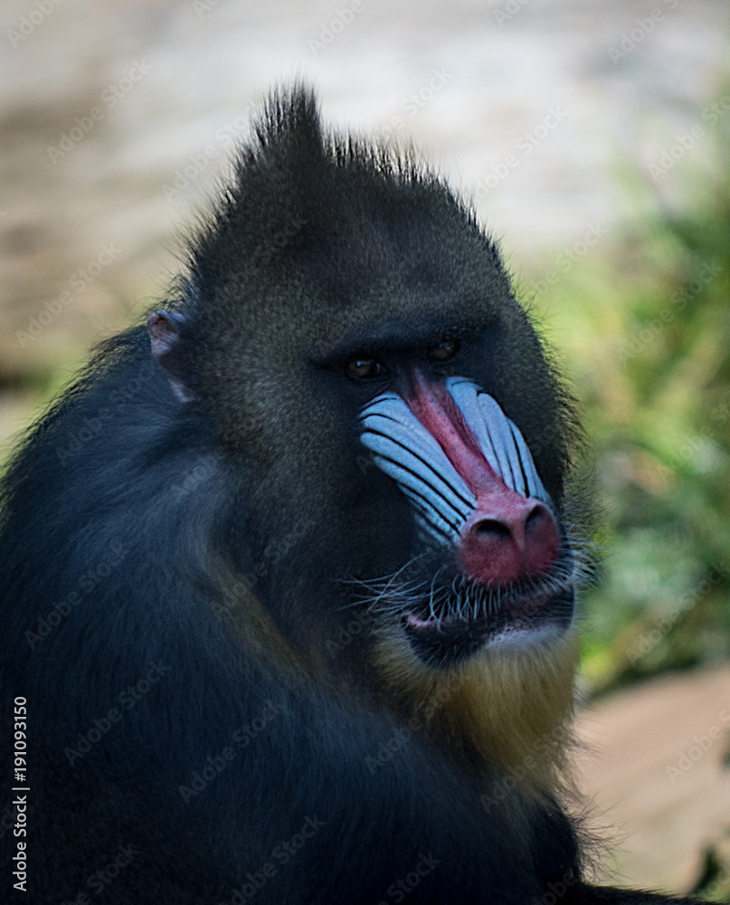 Poster Mandrill – Wall Art | UkPosters