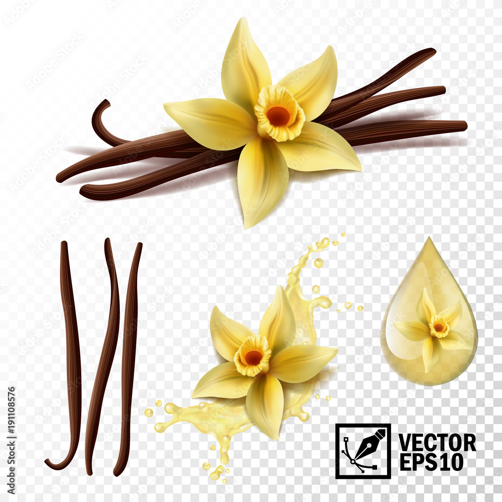 Realistic vector set of isolated elements (vanilla flower and pods or ...