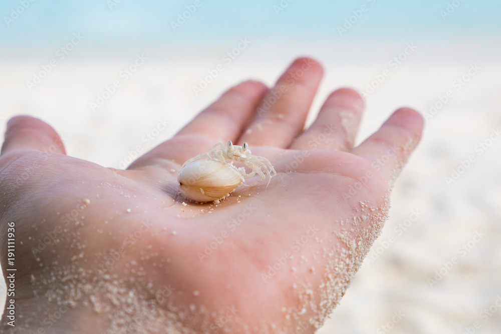 Crab on sandy beach close up. Diogenes-crab (hermit crab, pagurian ...
