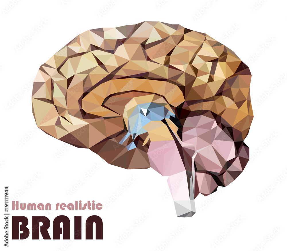 Realistic human brain in low poly. Colourful dissected brain. Brain ...