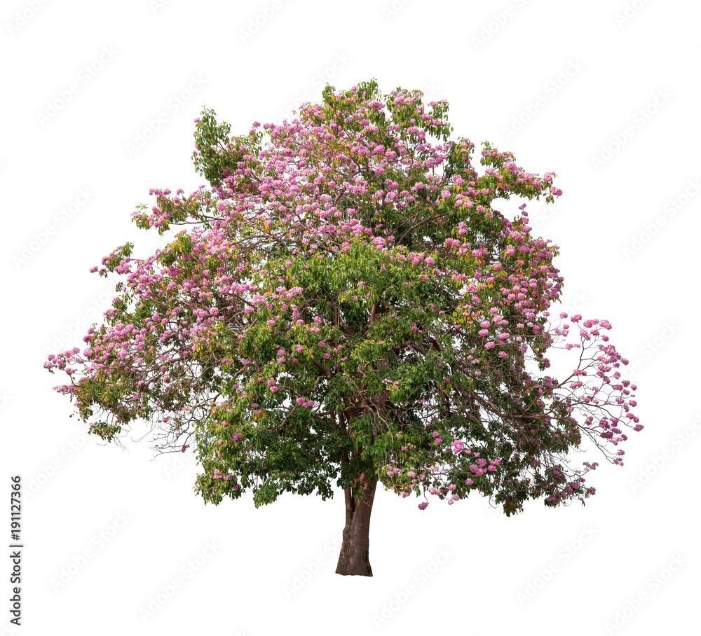 Tabebuia Rosea Tree