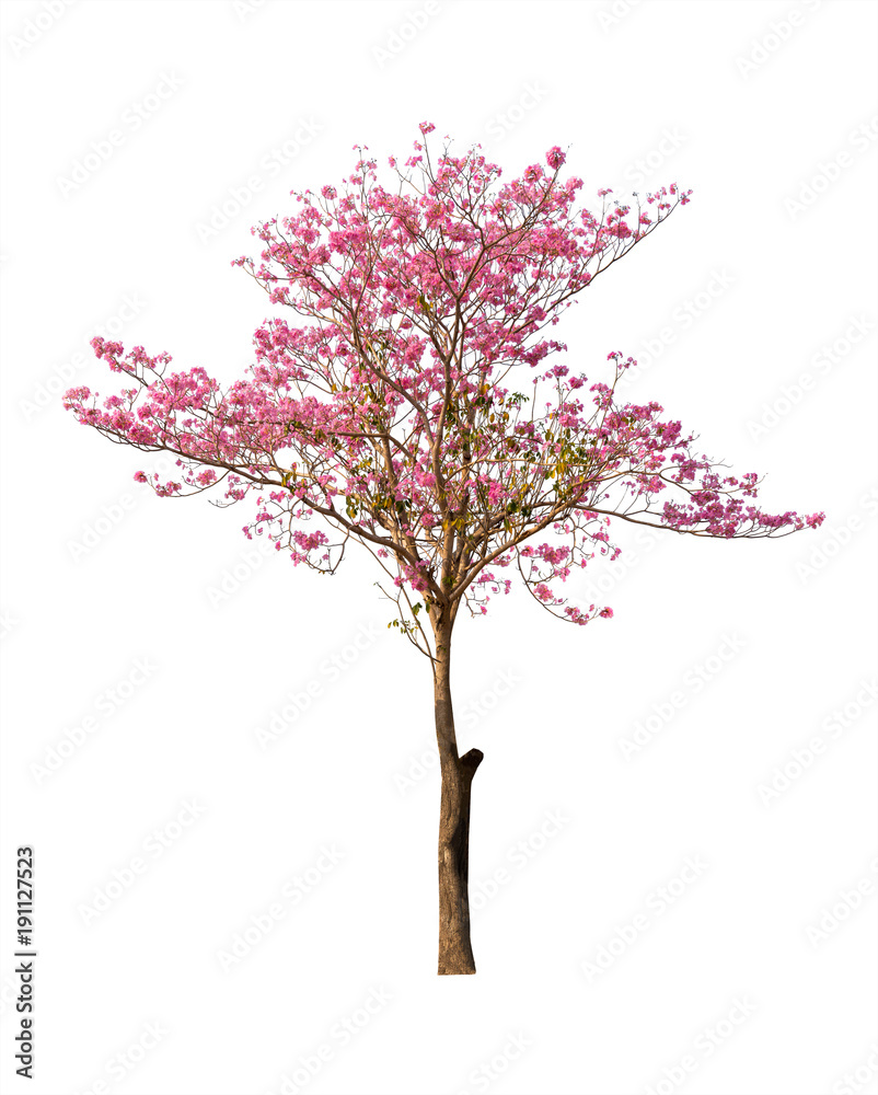 Isolated Tabebuia rosea tree with pink flower on white background Stock ...
