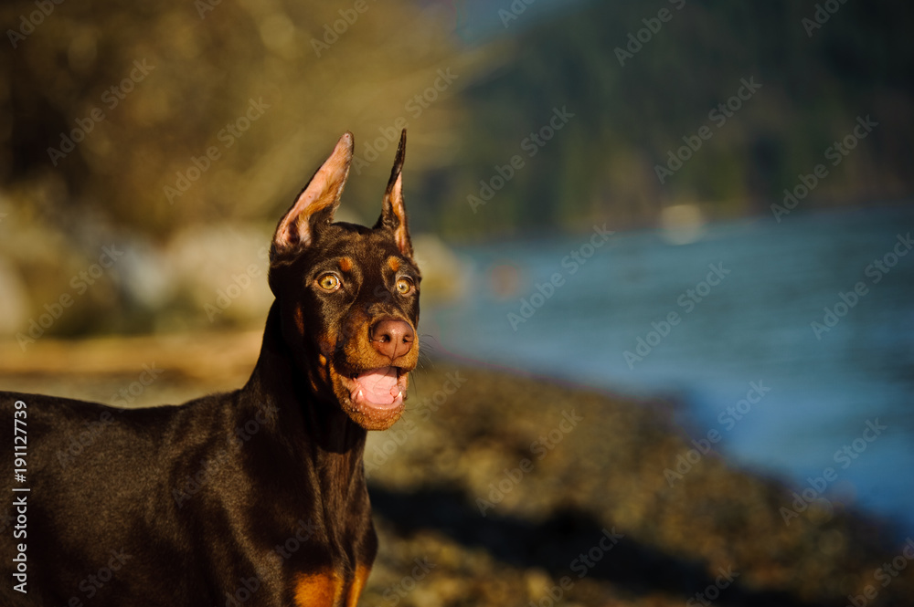 Doberman Pinscher Puppies Cropped Ears