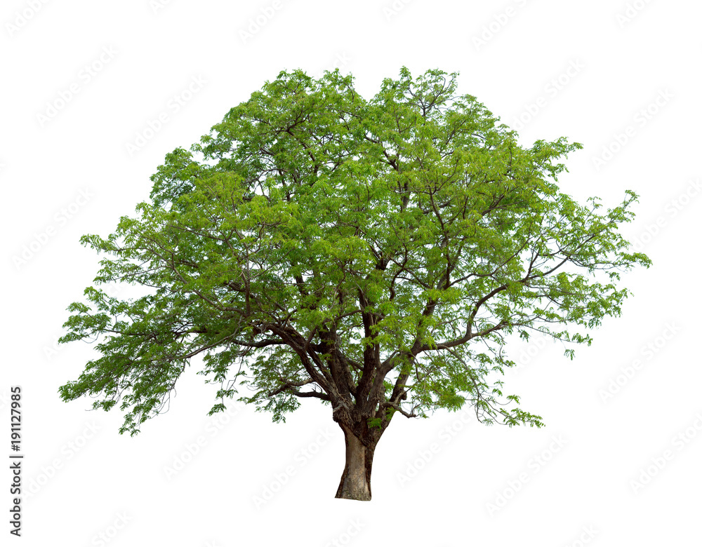 Tree isolated on white background high resolution for graphic ...