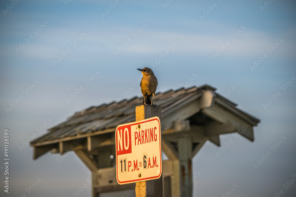 Defiant Bird Sitting on a No Parking Sign Stock Photo | Adobe Stock