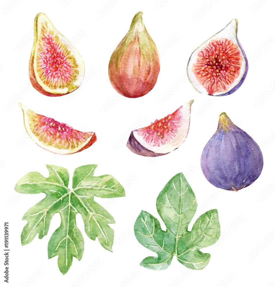 Watercolor fig set Stock Illustration | Adobe Stock