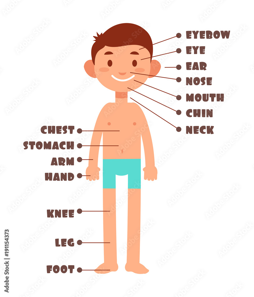 Cartoon Boy Kids Body Parts With English Vocabulary Vector Set Stock