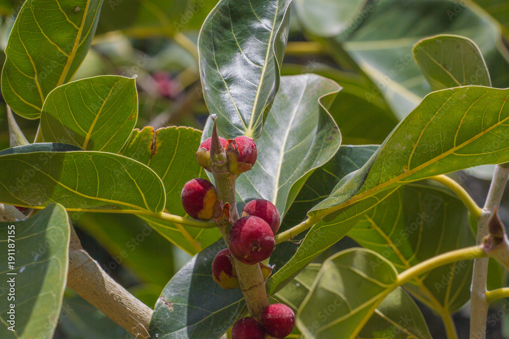 Ficus Benjamina Fruit