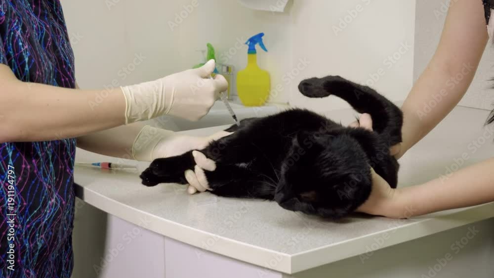 The vet putting vaccine into the body of black domestic cat with a ...