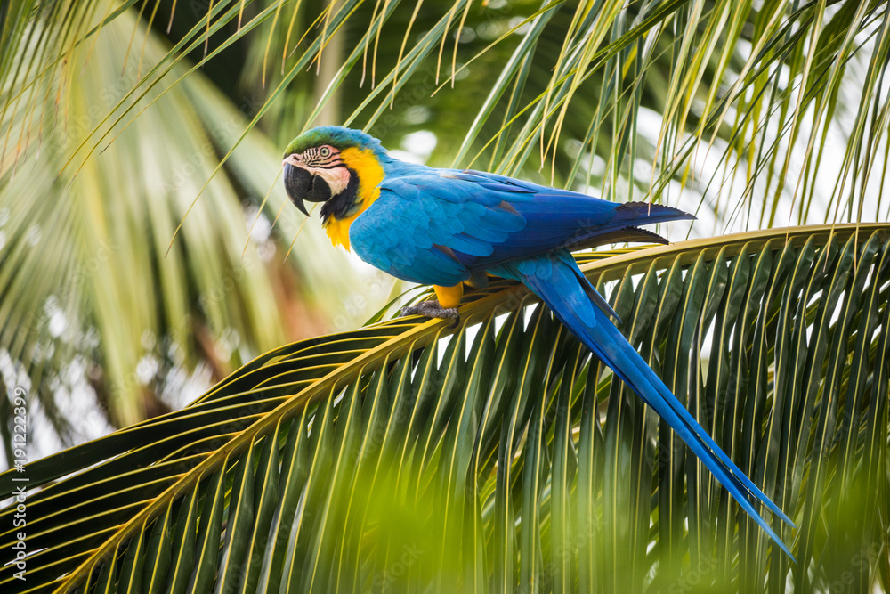 Guacamaya Stock Photo | Adobe Stock