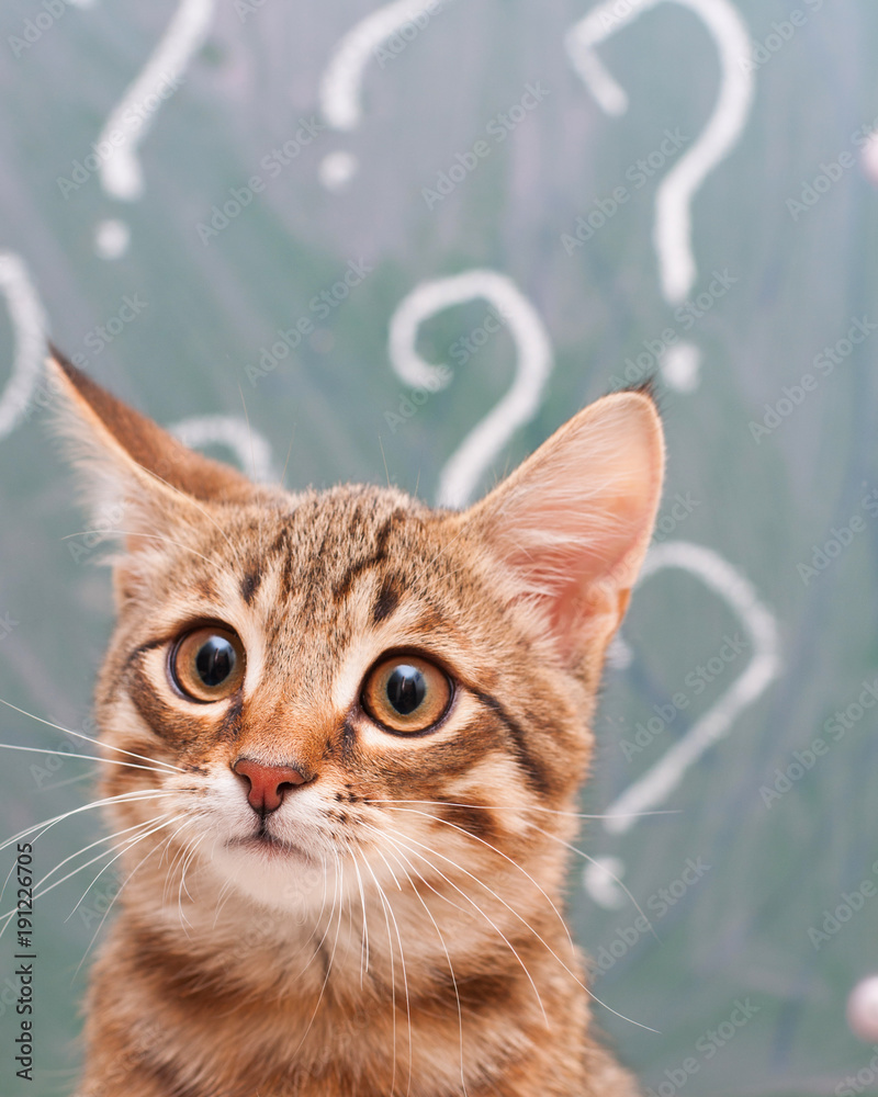 I Have A Question Cat