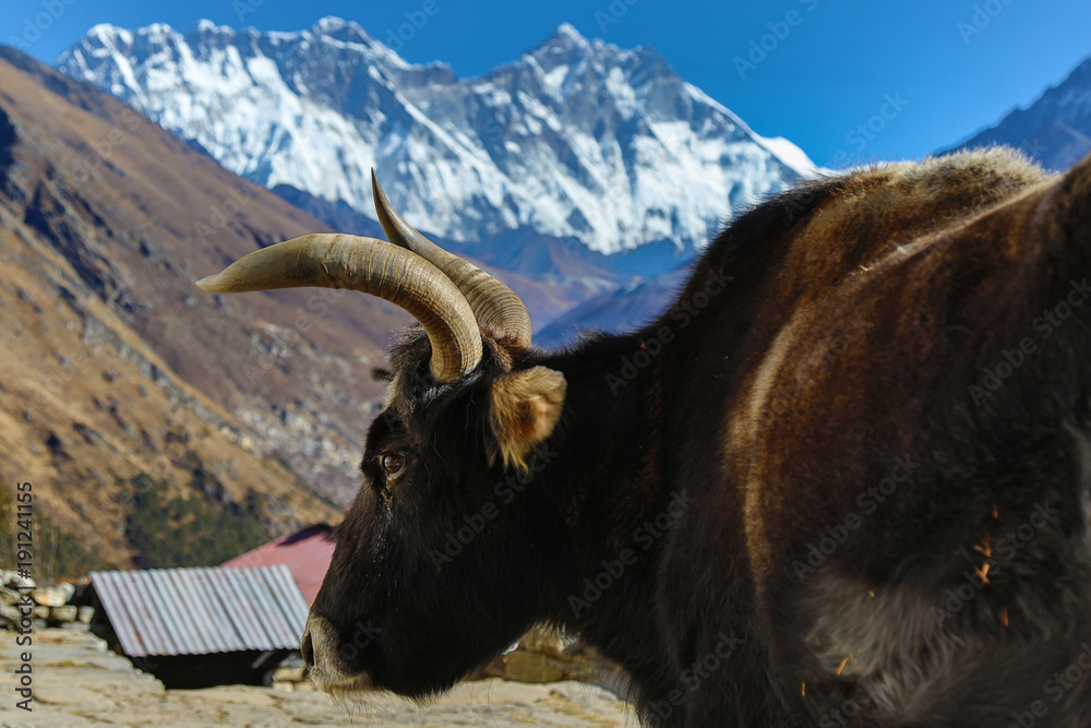 Yak vor Mt. Everest und Lhotse am Kloster Tengpoche Stock Photo | Adobe ...