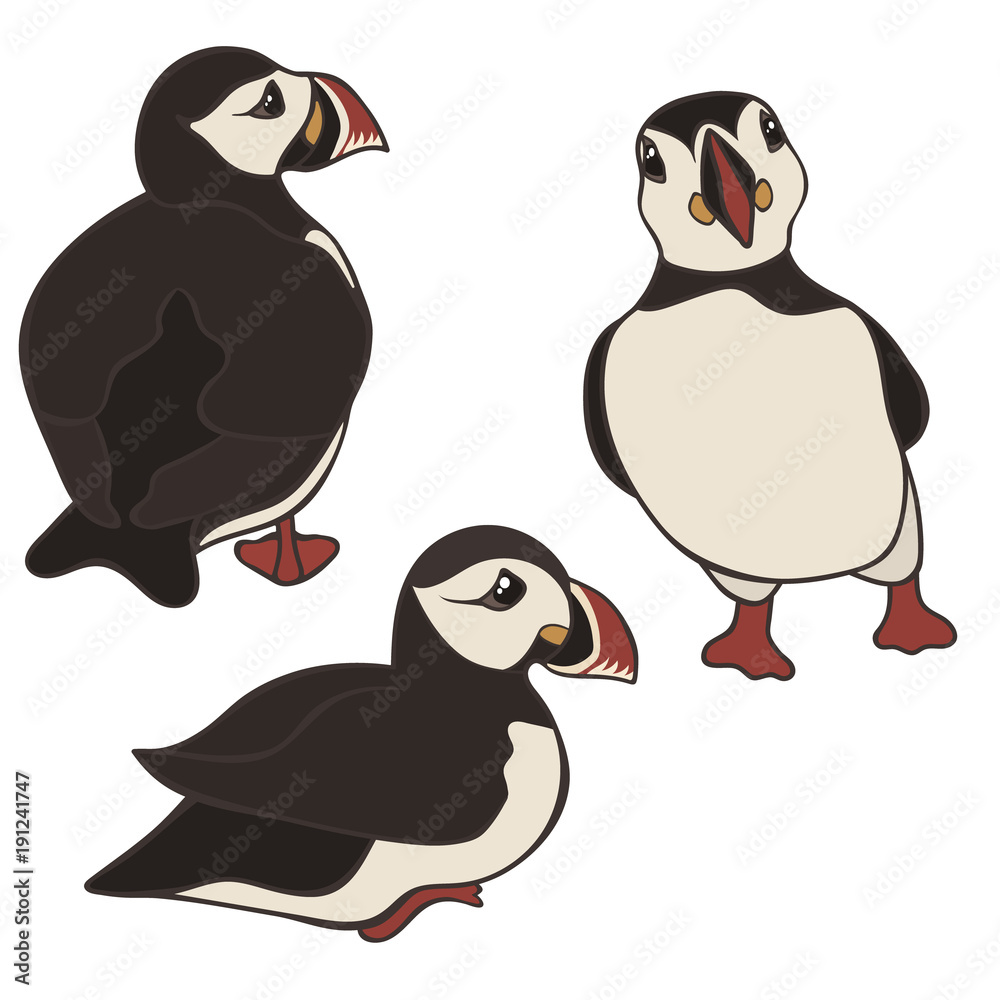 Puffin vector set isolated on white background. Puffin bird in ...
