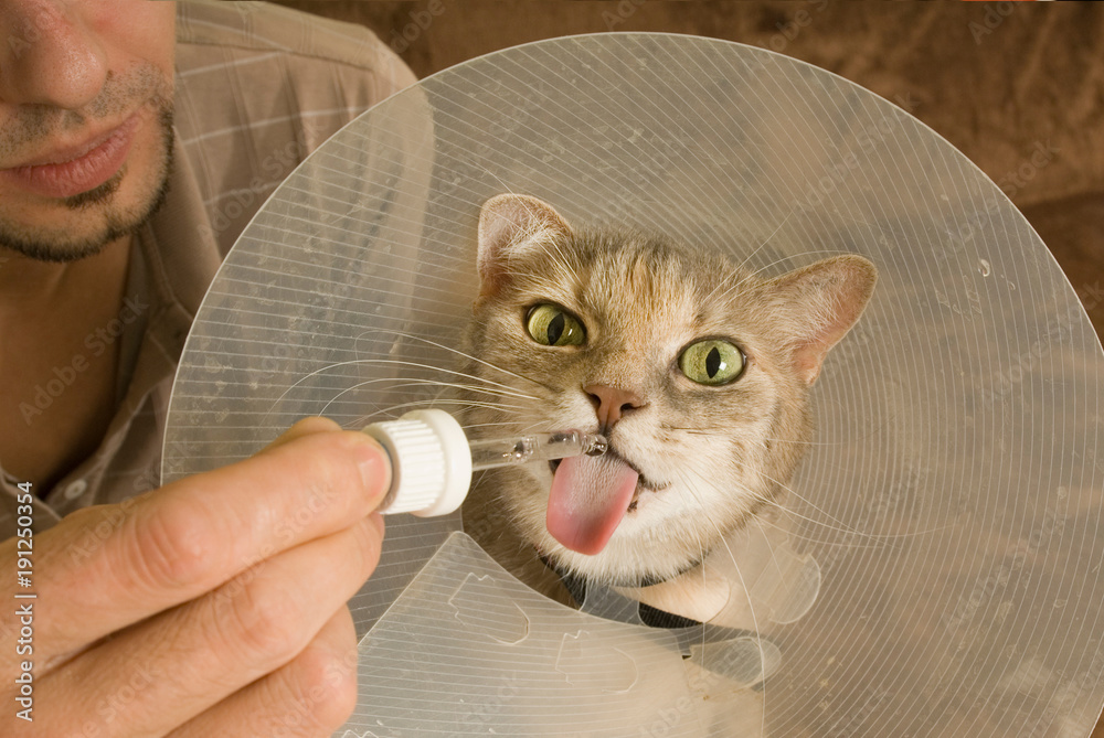 Katze erhält Medizin mittels einer Pipette Stock-Foto | Adobe Stock