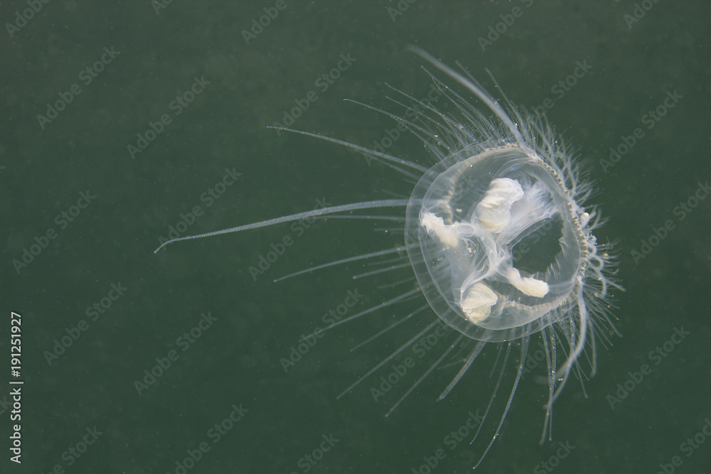 Freshwater jellyfish (Craspedacusta sowerbii) in nature habitat. Live ...