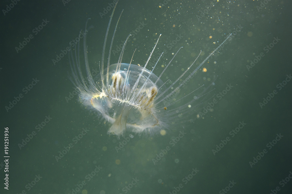 Freshwater jellyfish (Craspedacusta sowerbii) in nature habitat. Live ...