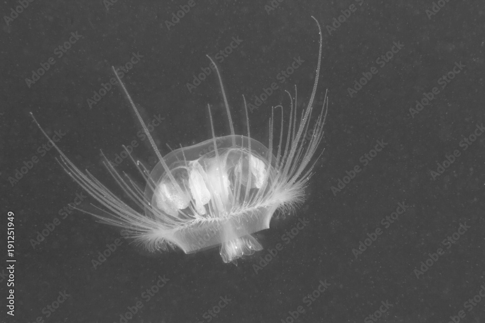 Foto de Freshwater jellyfish (Craspedacusta sowerbii) in nature habitat ...