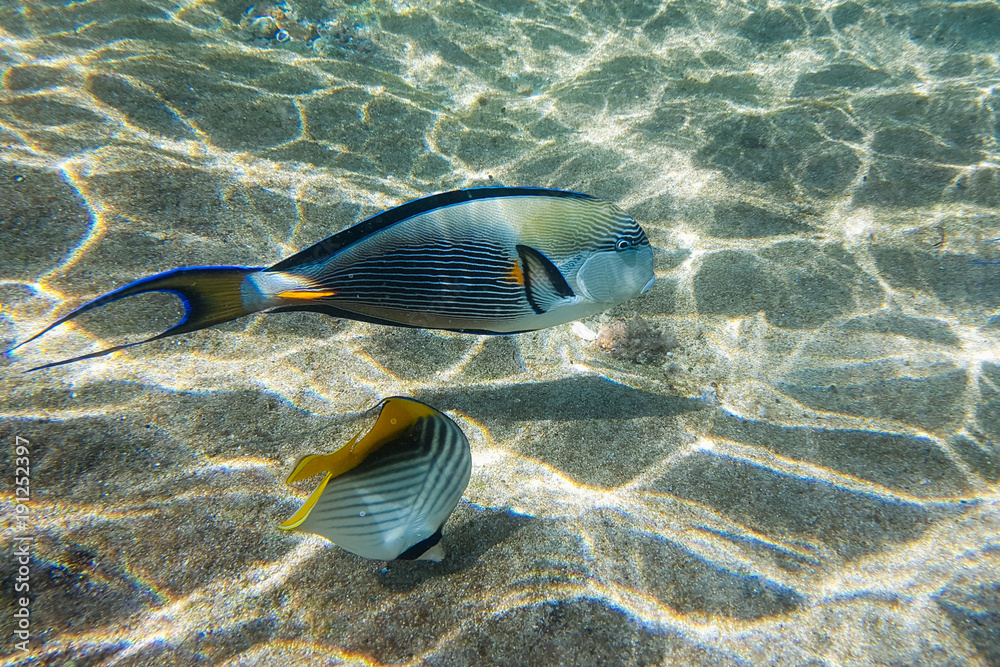 fish in the Red Sea. Egypt, Africa. Stock Photo | Adobe Stock