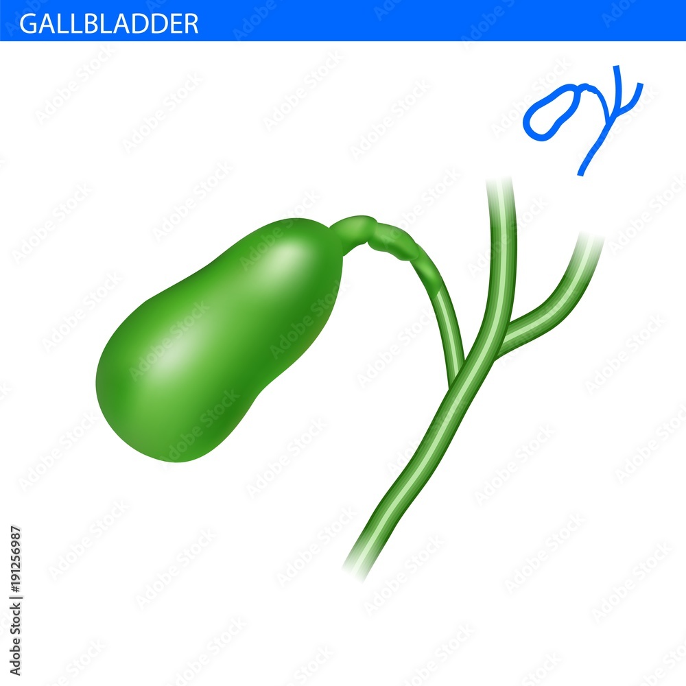 Photo & Art Print Human gallbladder anatomy realistic illustration ...