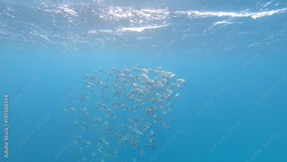 Indian Mackerel Fish , Rastrelliger kanagurta, Marsa Alam, Red Sea ...
