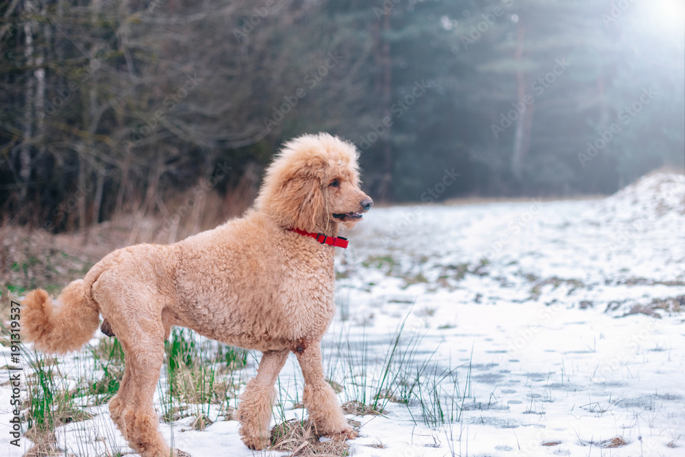 What Color Is Apricot In A Dog