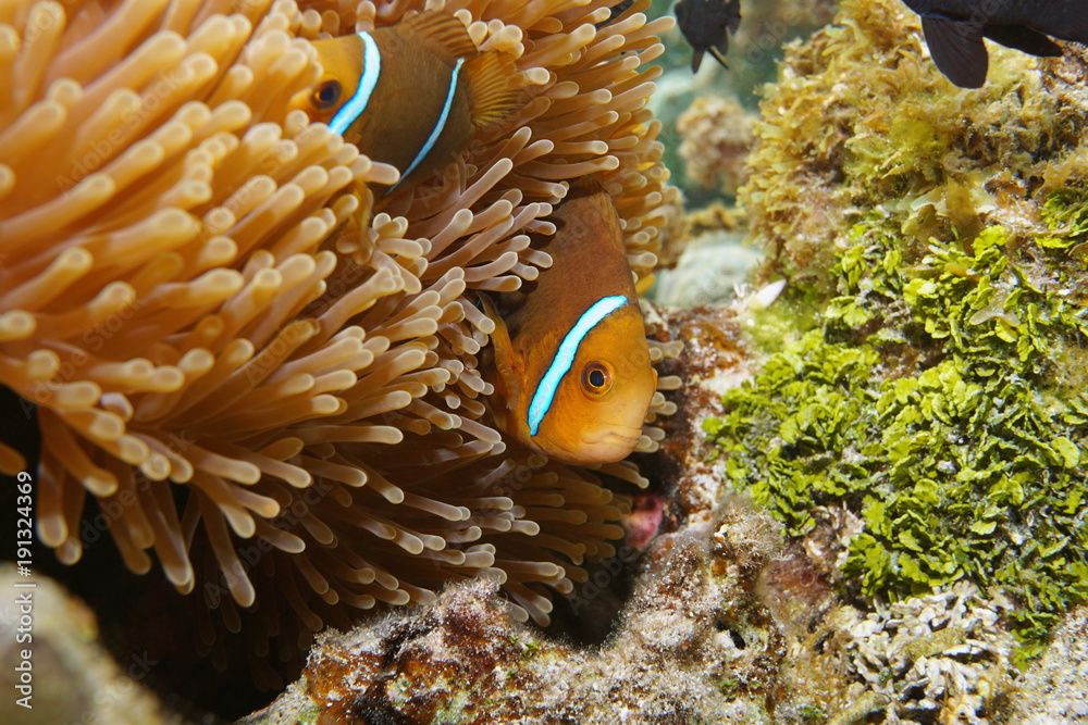Tropical fish orange-fin anemonefish, Amphiprion chrysopterus, hidden ...