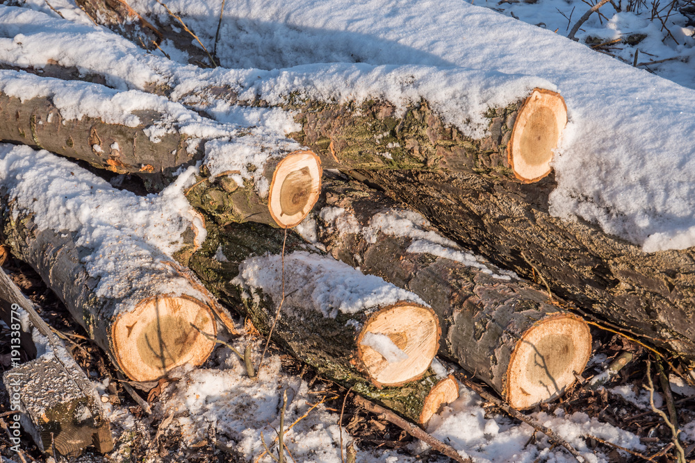Rodung im Winter Stock-Foto | Adobe Stock
