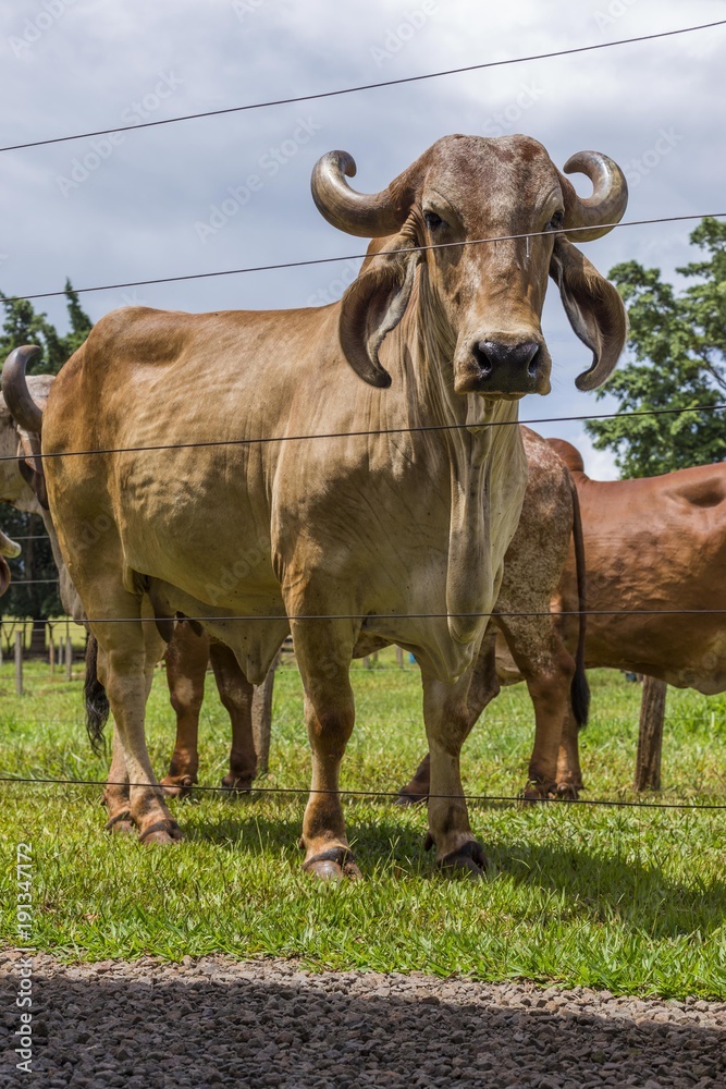 Vaca Gir atrás da cerca Stock Photo | Adobe Stock