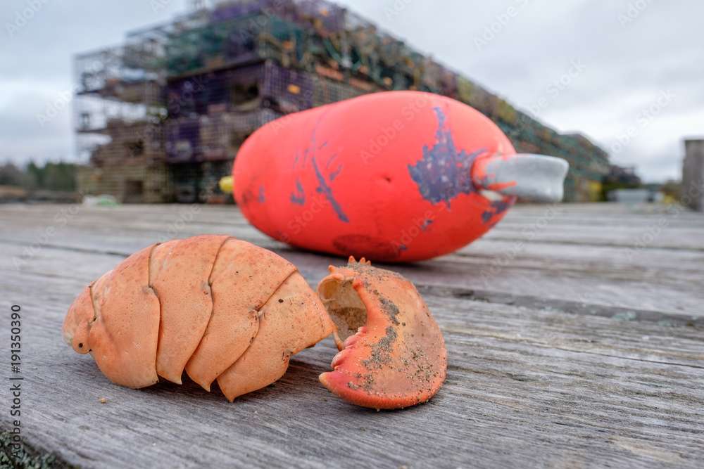 Seagull eaten lobster back and claw sit with a buoy amid hundreds of ...