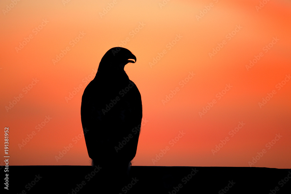 Red Tail Hawk Silhouette