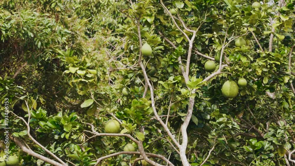 Arvore De Pomelo Mel