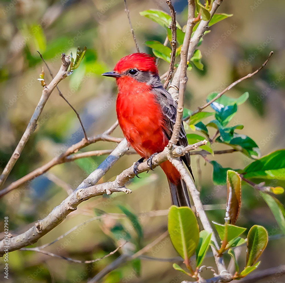 vermillion flycatcher Stock Photo | Adobe Stock