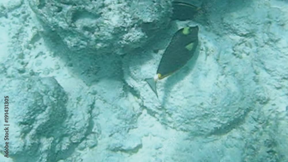 Scuba diving footage of two cute fish chasing each other around a rock ...