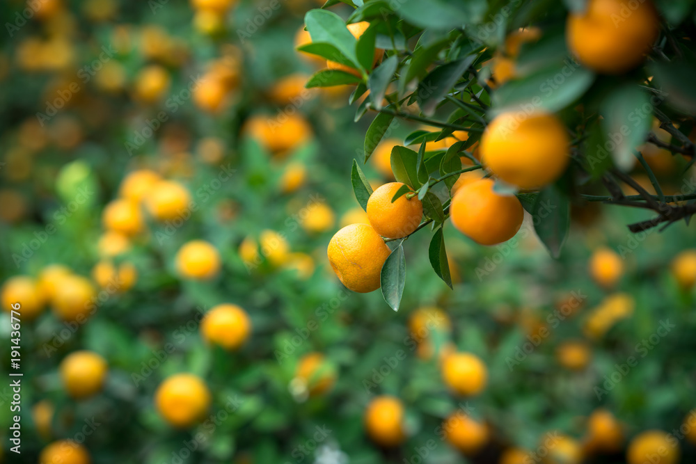 Kumquat tree. Together with Peach blossom tree, Kumquat is one of 2 ...