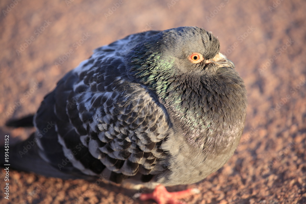 Obese Pigeon